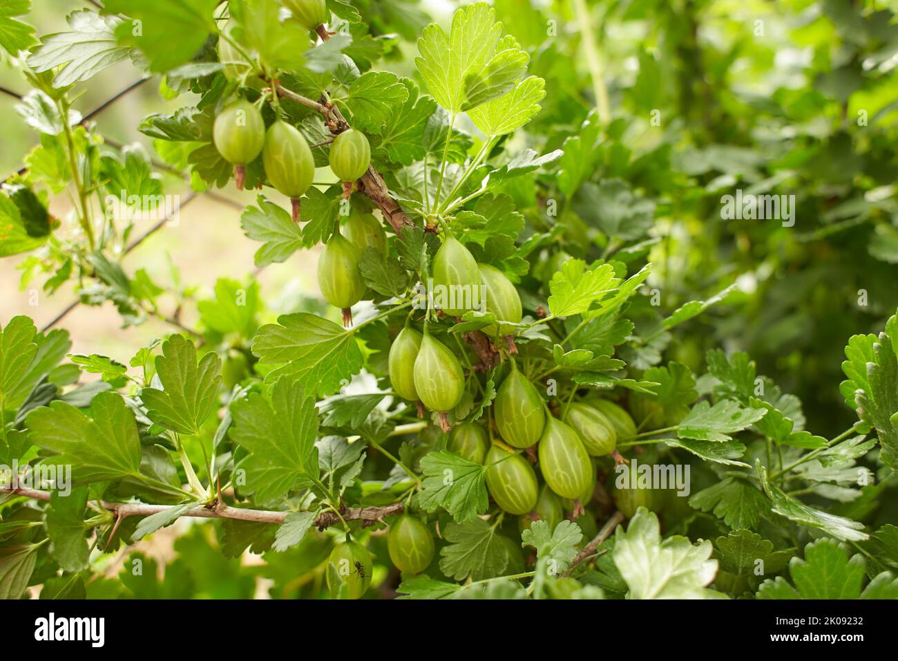 Gooseberry bush in the garden, the fruit of the berries grow on a ...