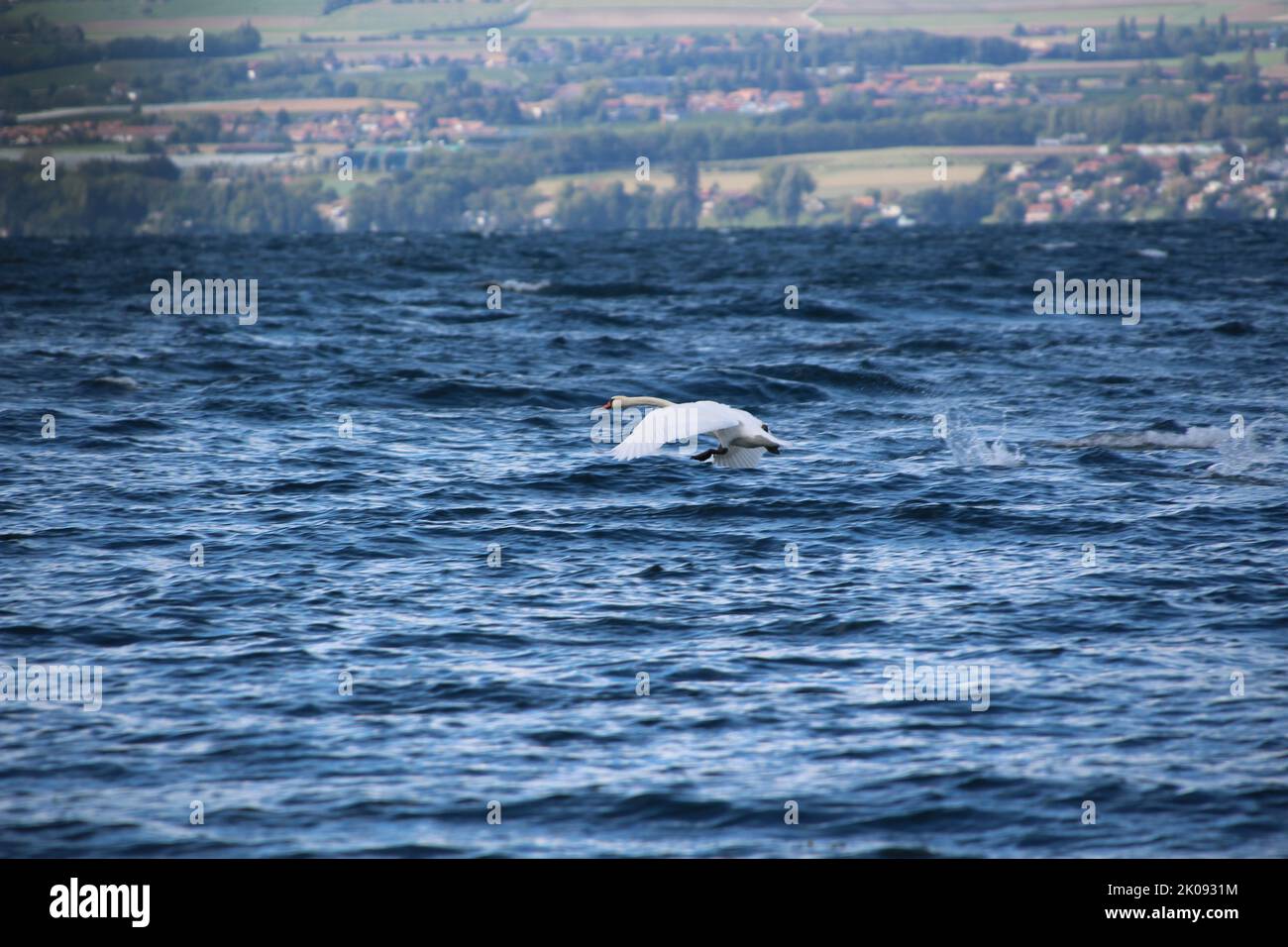 Swan flying over lake Stock Photo - Alamy