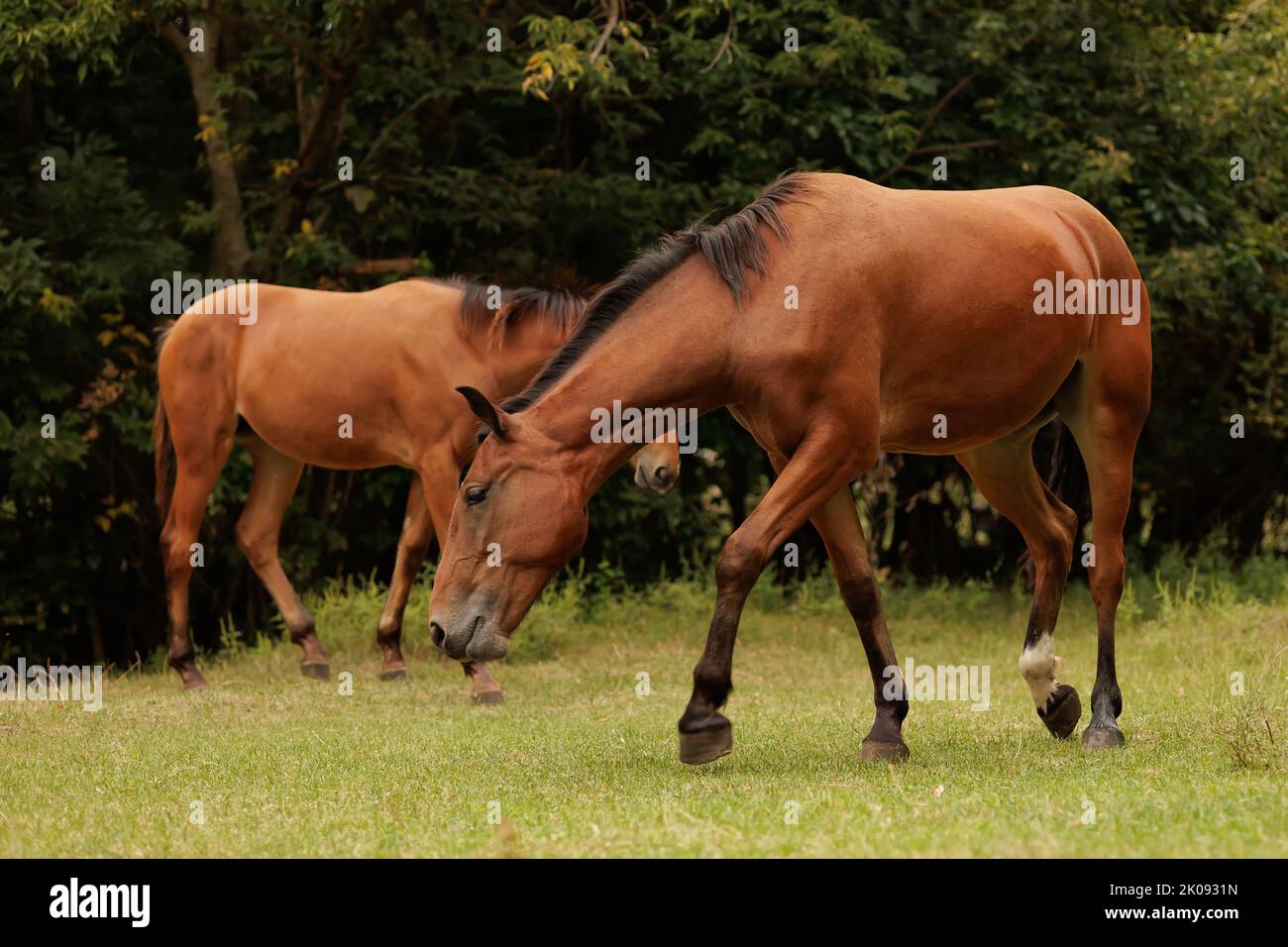 two horses in the autumn park on the corner run away here Stock Photo ...