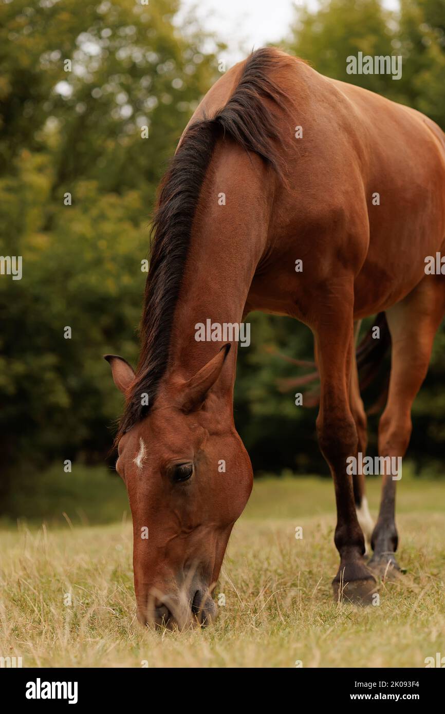 Bowed horse horse hi-res stock photography and images - Alamy