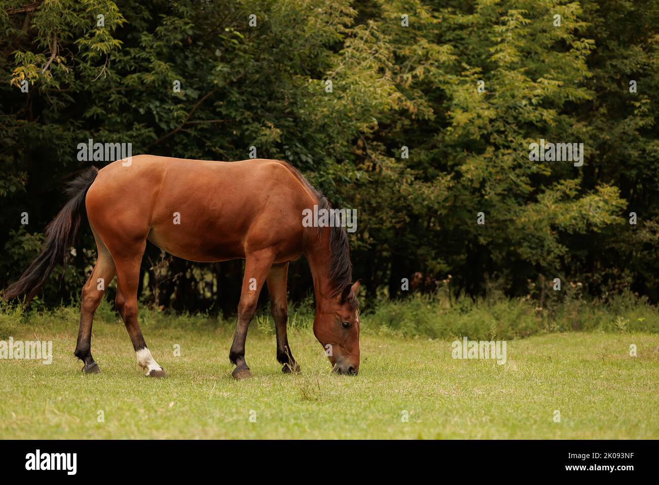 A horse walks and eats grass in the autumn pasture Stock Photo - Alamy