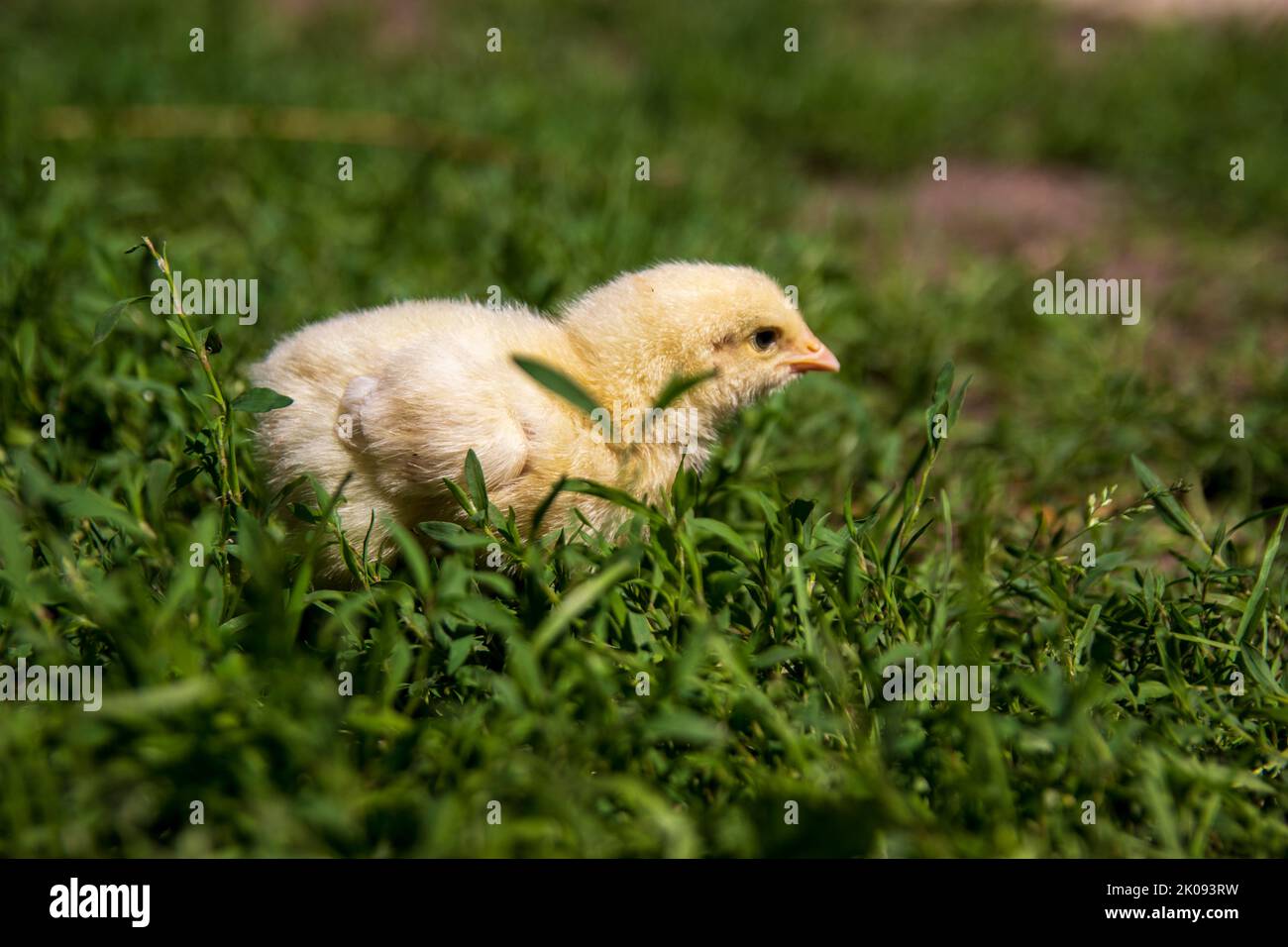 Fluffy head chicken hi-res stock photography and images - Alamy
