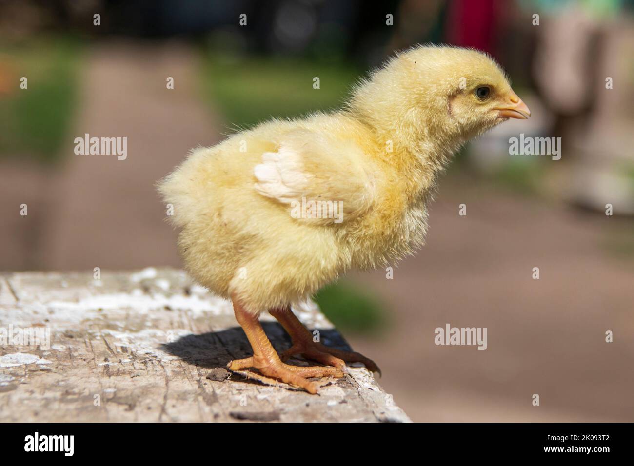 Yellow chicken poultry farm hi-res stock photography and images - Alamy