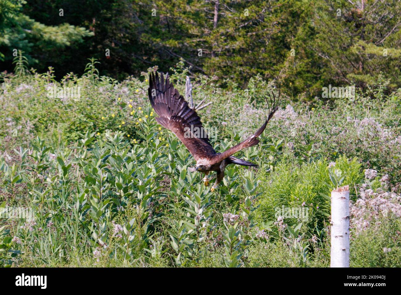 Isolated on white background, flying Golden eagle, Aquila chrysaetos ...