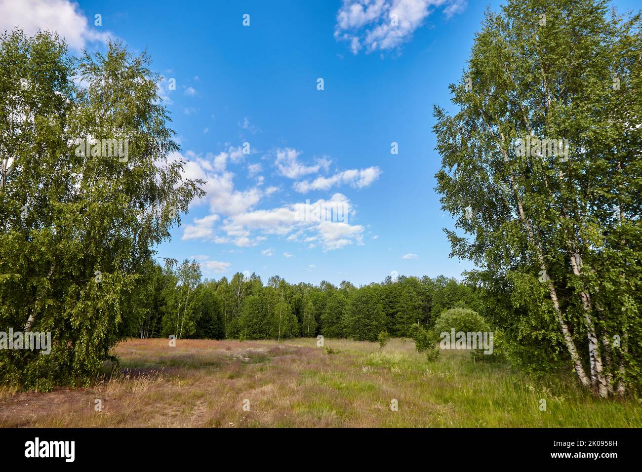 Beautiful summer or spring panoramic rural landscape with blue sky and ...