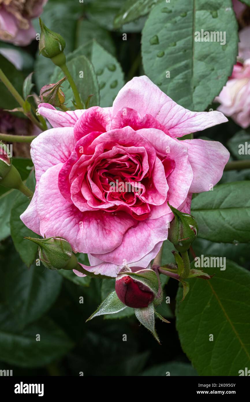 Flowers of ‘Zaide’ Shrub Rose Stock Photo - Alamy