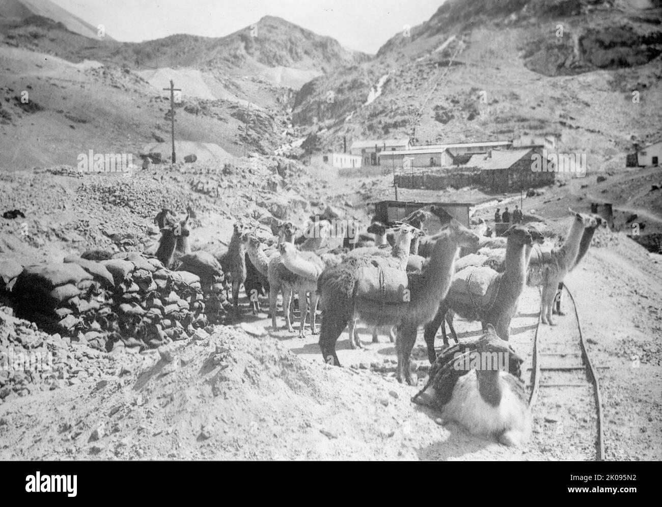 Peru Scenes, 1912. Llamas Stock Photo - Alamy