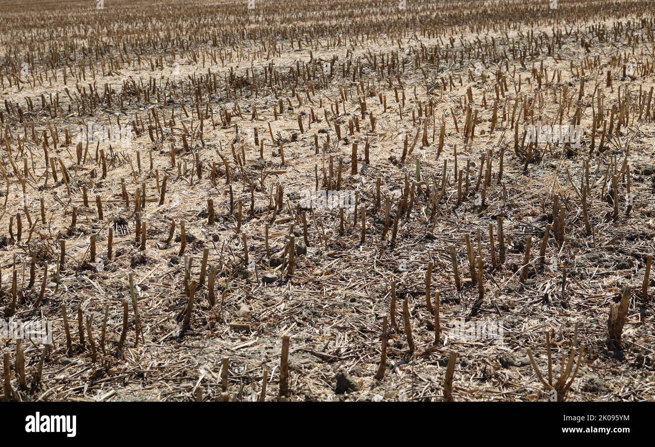 Full frame image of short cropped corn stubble after harvesting Stock ...