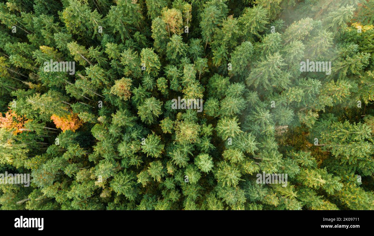 Spruce forest and clouds in Bavarian Alps, Germany. Aerial view from ...