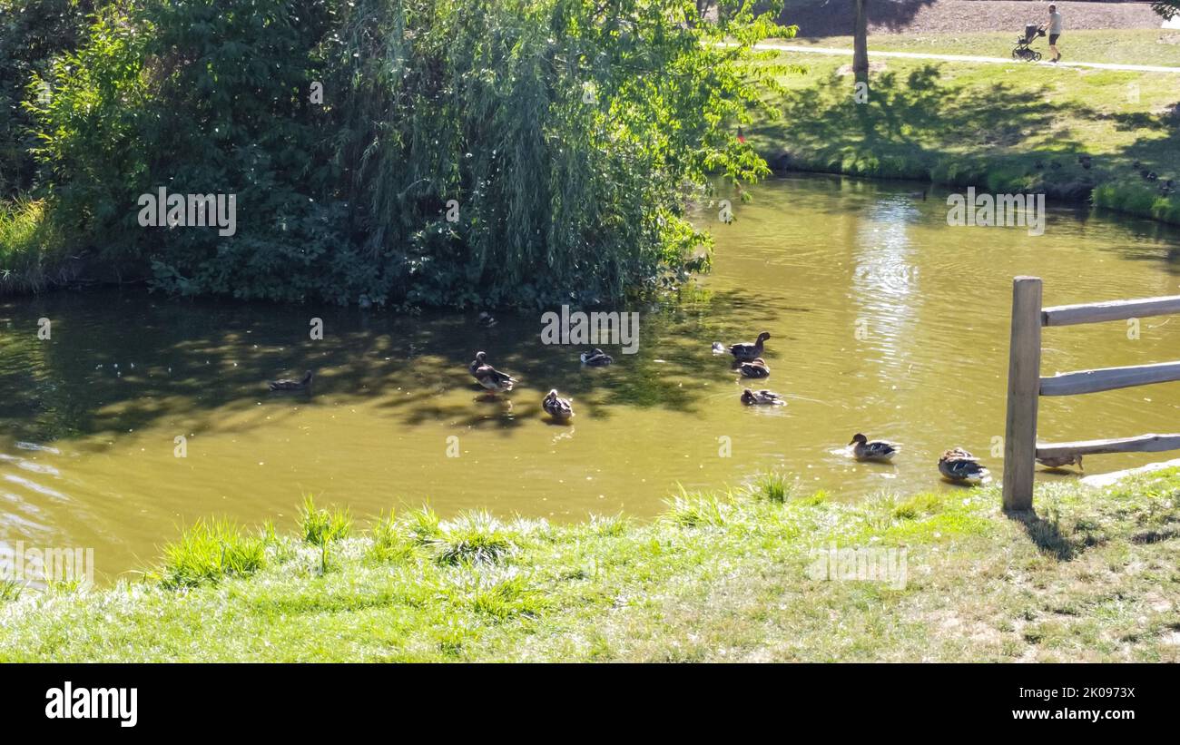 A Duck;s Life Stock Photo - Alamy