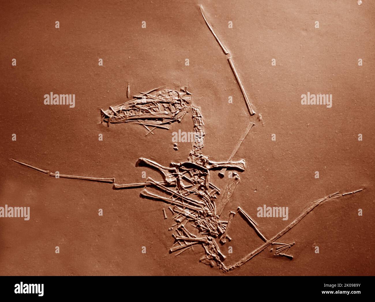 Flying reptile, cast of the remains of a pterosaur, a flying reptile ...