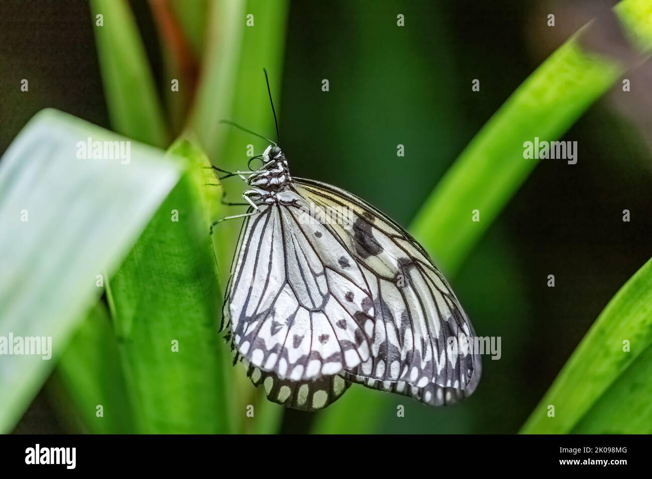 Rice moth hi-res stock photography and images - Alamy