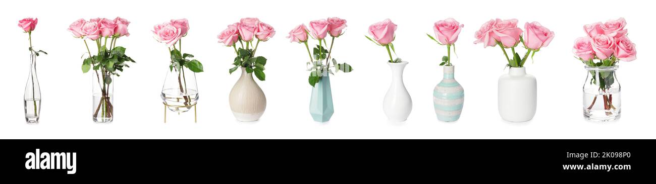 Collage of pink roses on white background Stock Photo - Alamy