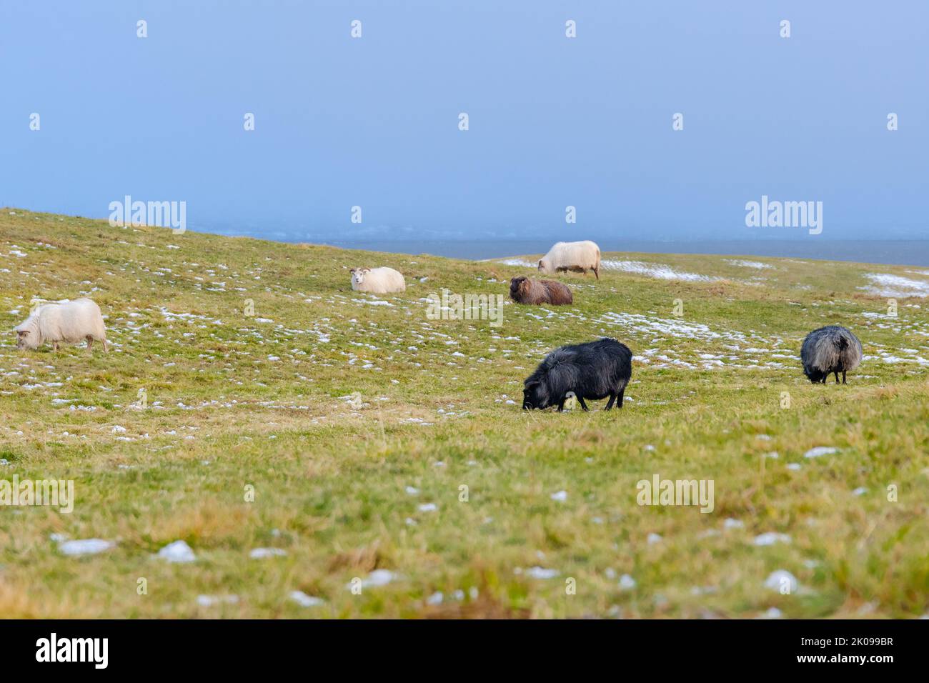Icelandic blueberry hi-res stock photography and images - Alamy