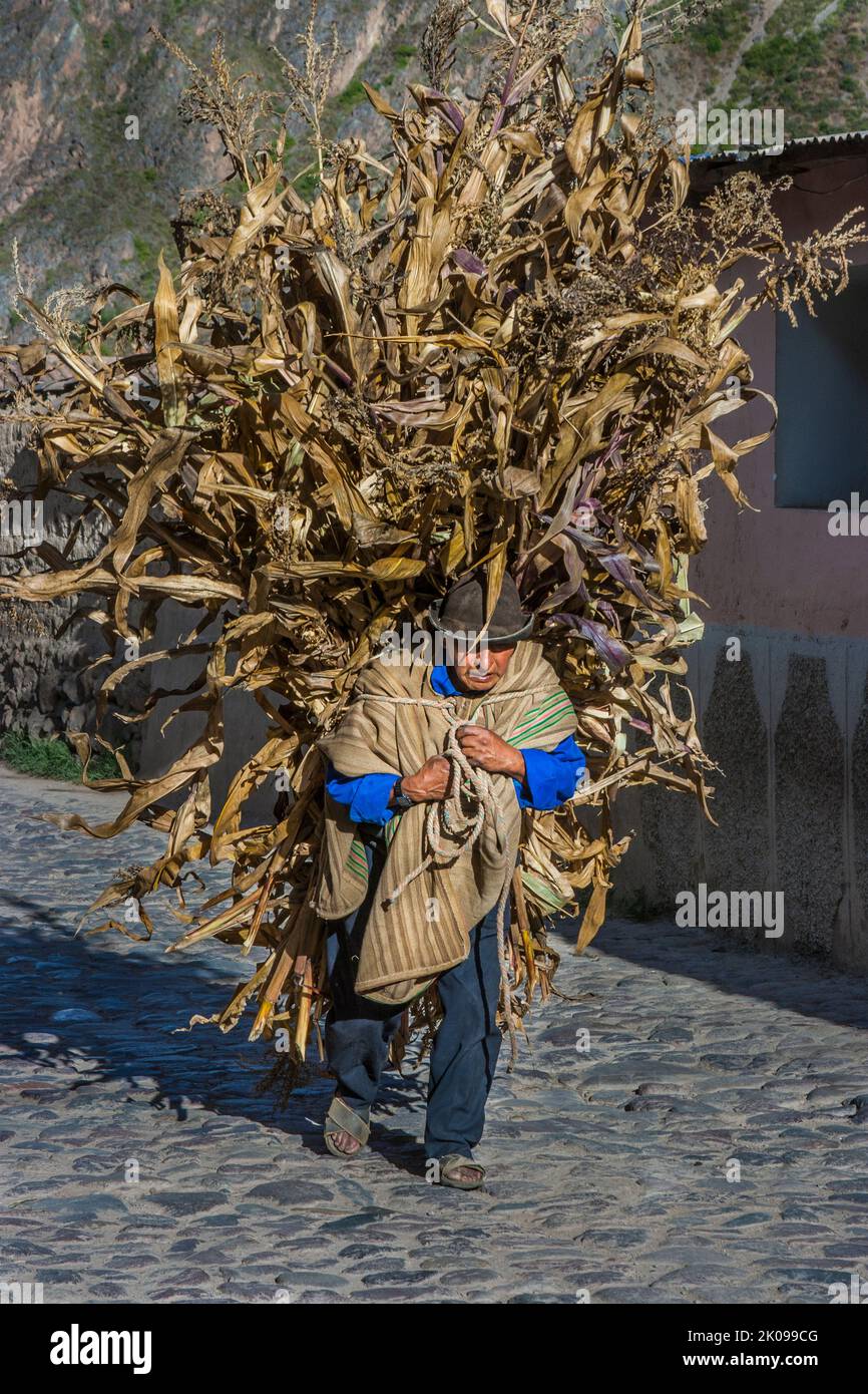 Indigenous man carries huge load of corn (maze) stalks, possibly to use ...