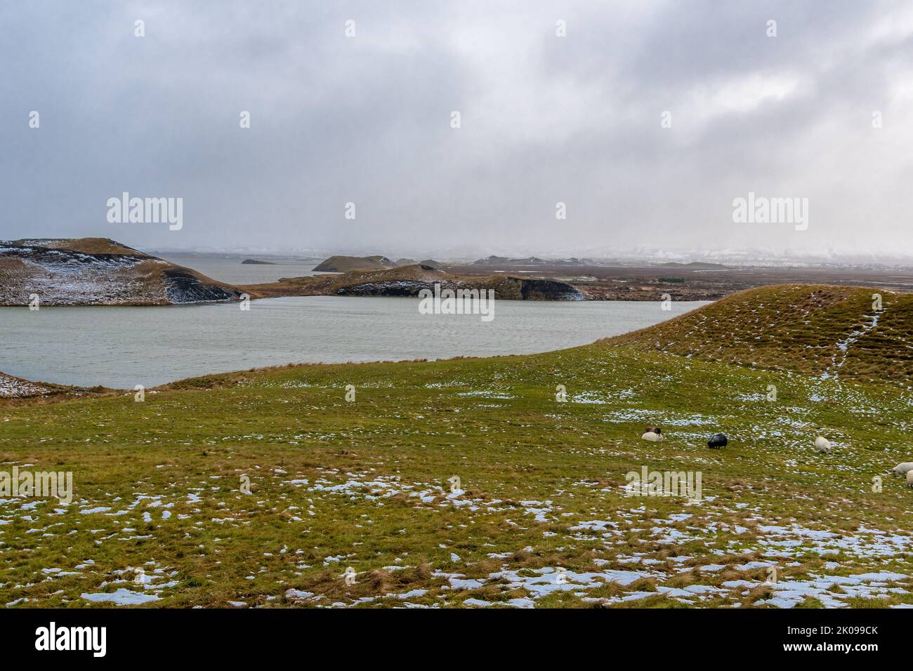 Icelandic blueberry hi-res stock photography and images - Alamy