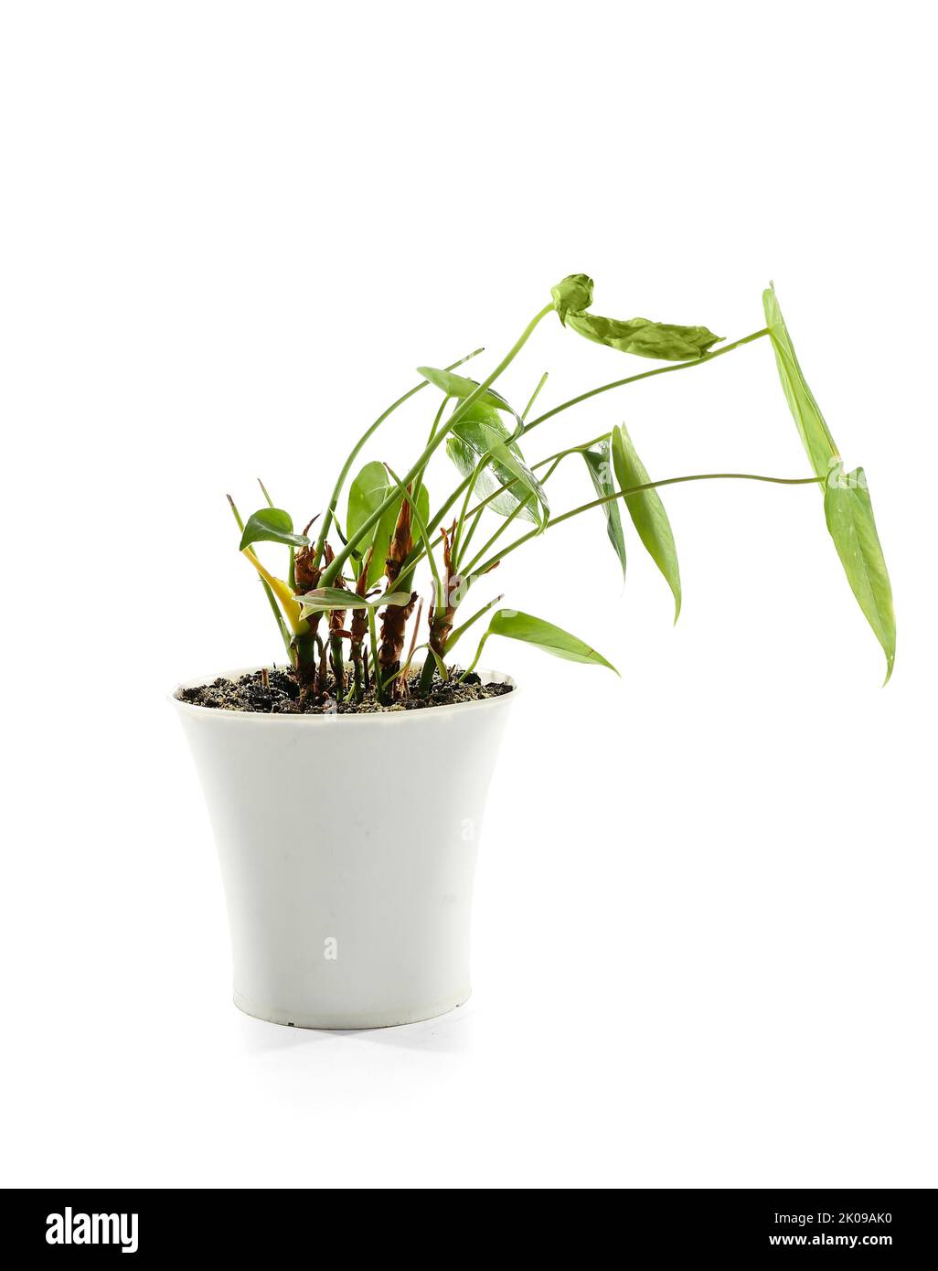 Wilted houseplant in pot on white background Stock Photo - Alamy