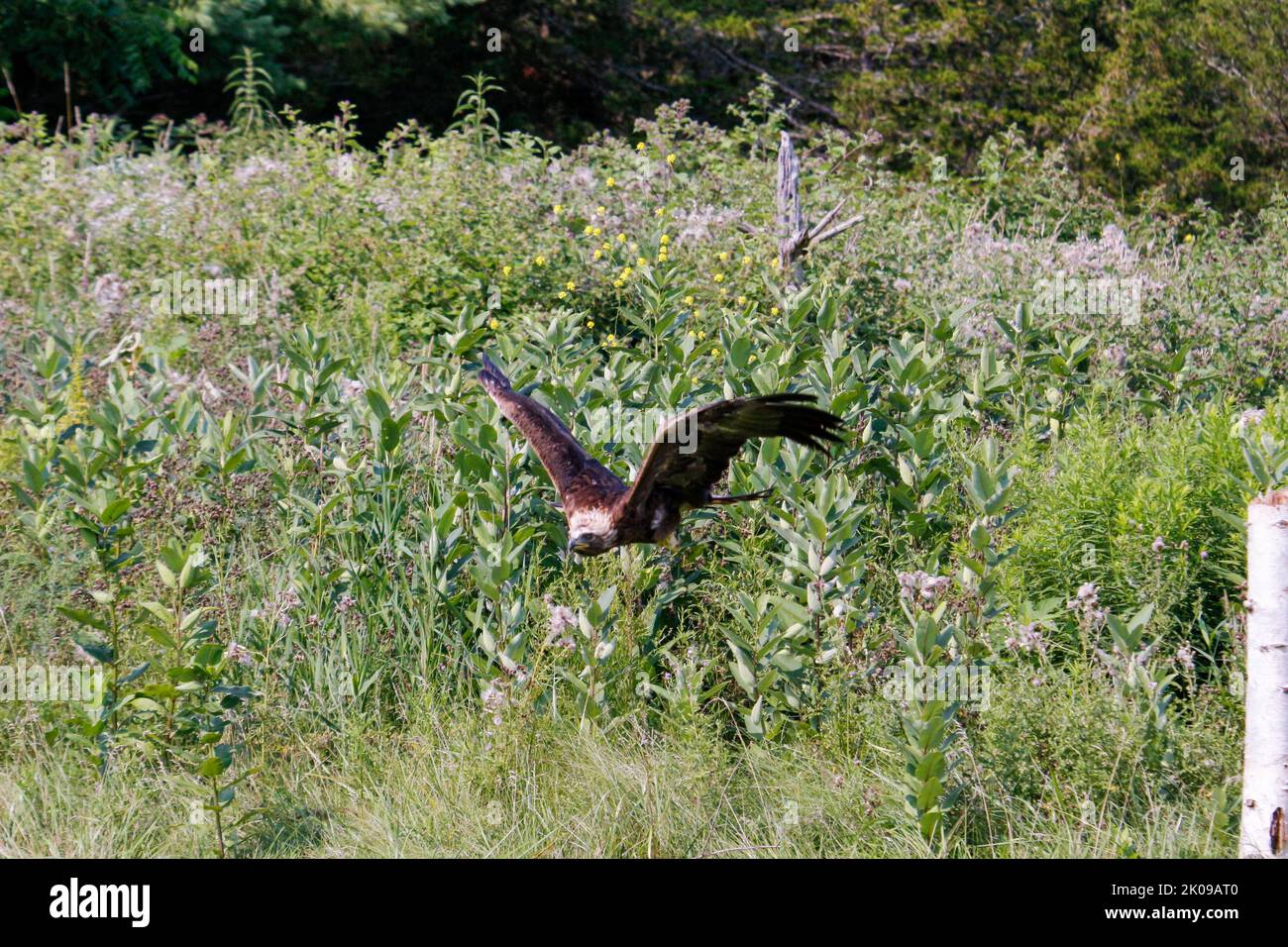 Isolated on white background, flying Golden eagle, Aquila chrysaetos ...