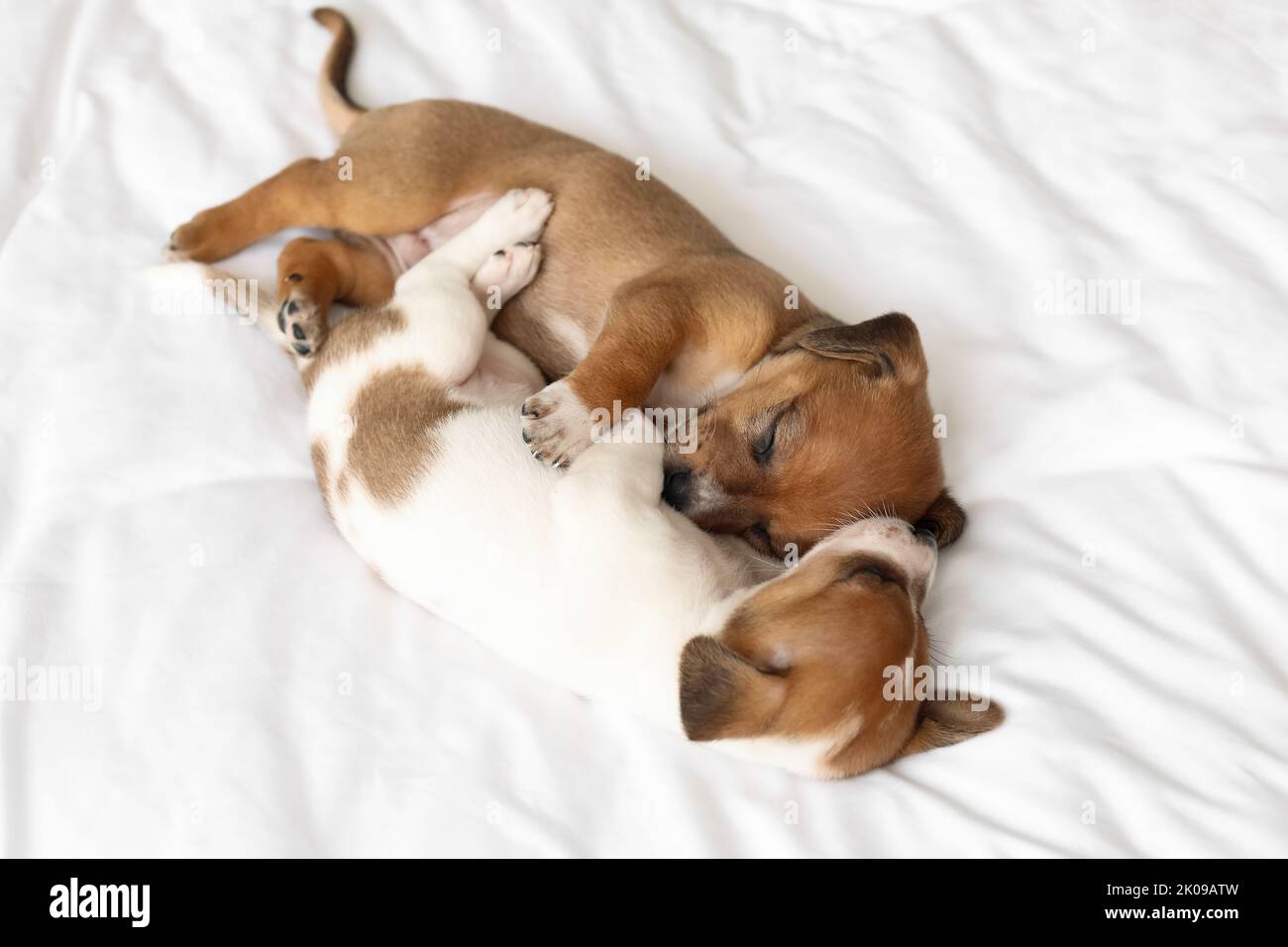 Cute puppies sleeping on bed Stock Photo - Alamy