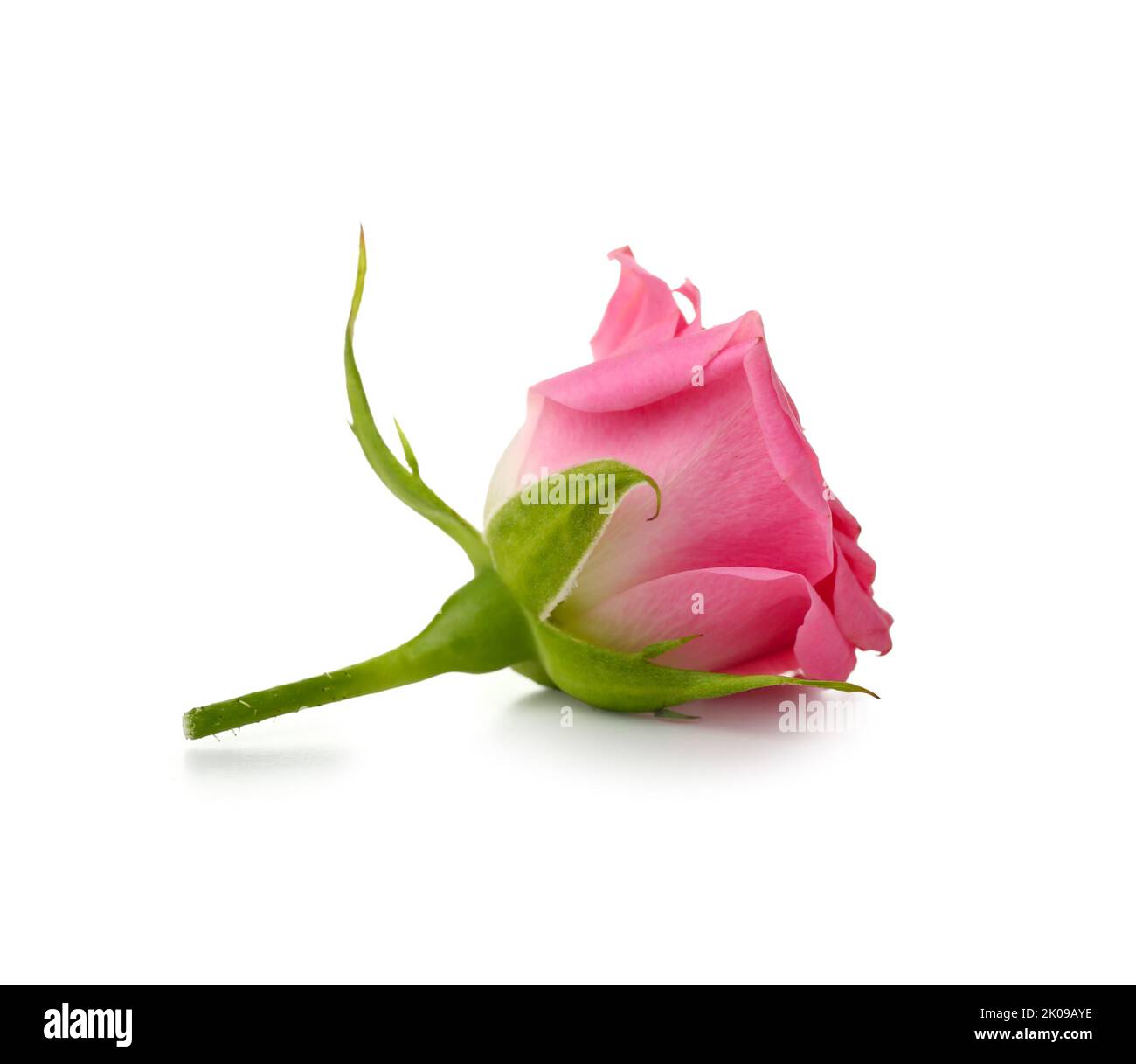 Beautiful pink rose on white background Stock Photo - Alamy
