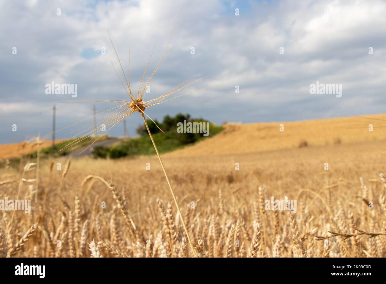 Ripe spike of wheat isolated on sky background. Wheat field Stock Photo ...