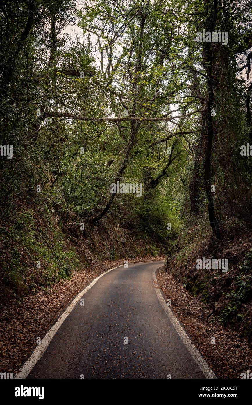 Narrow asphalt road going up from Pesaro to the San Bartolo Mount ...
