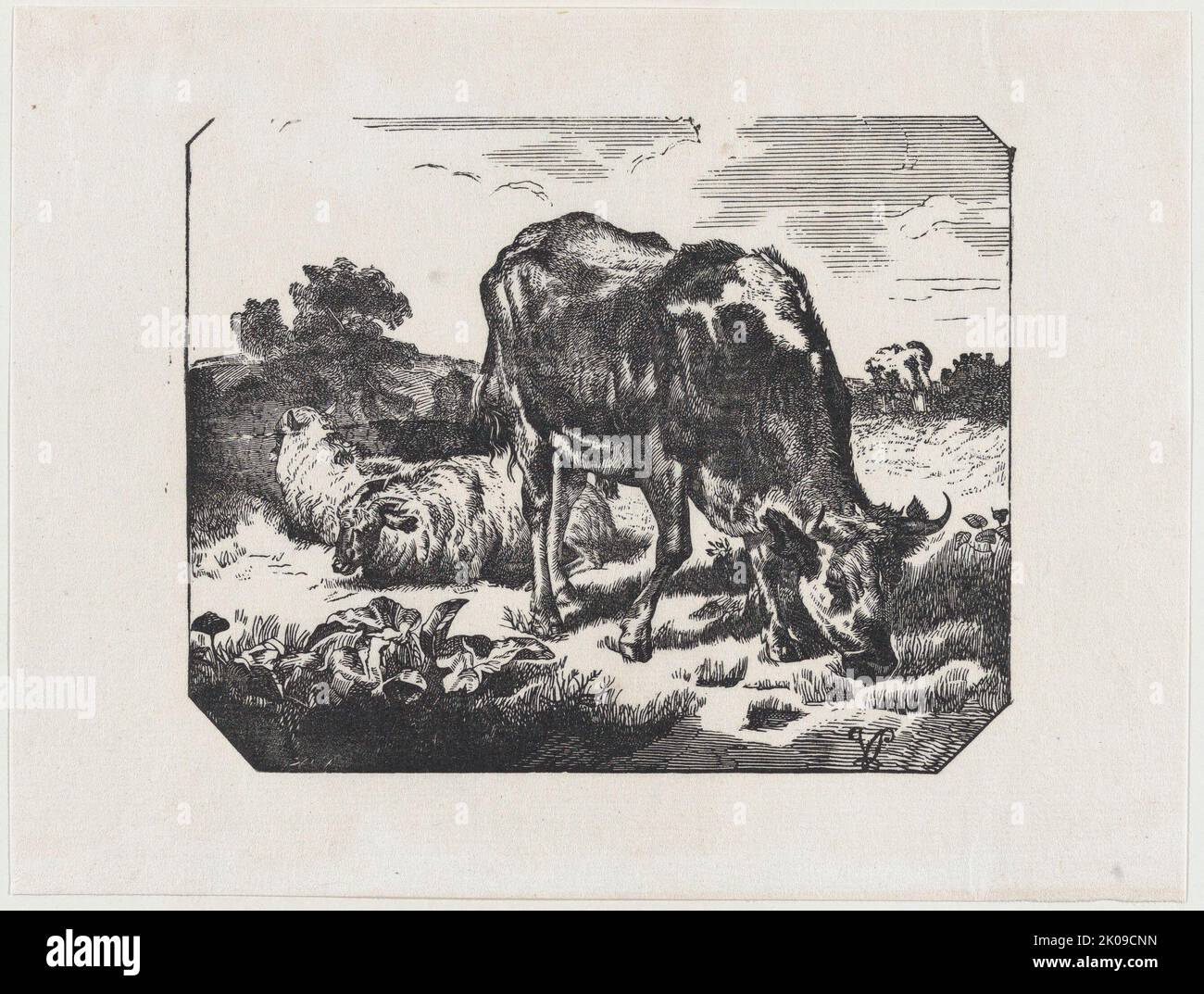 Bull and sheep in a pasture, ca. 1800-1899 Stock Photo - Alamy
