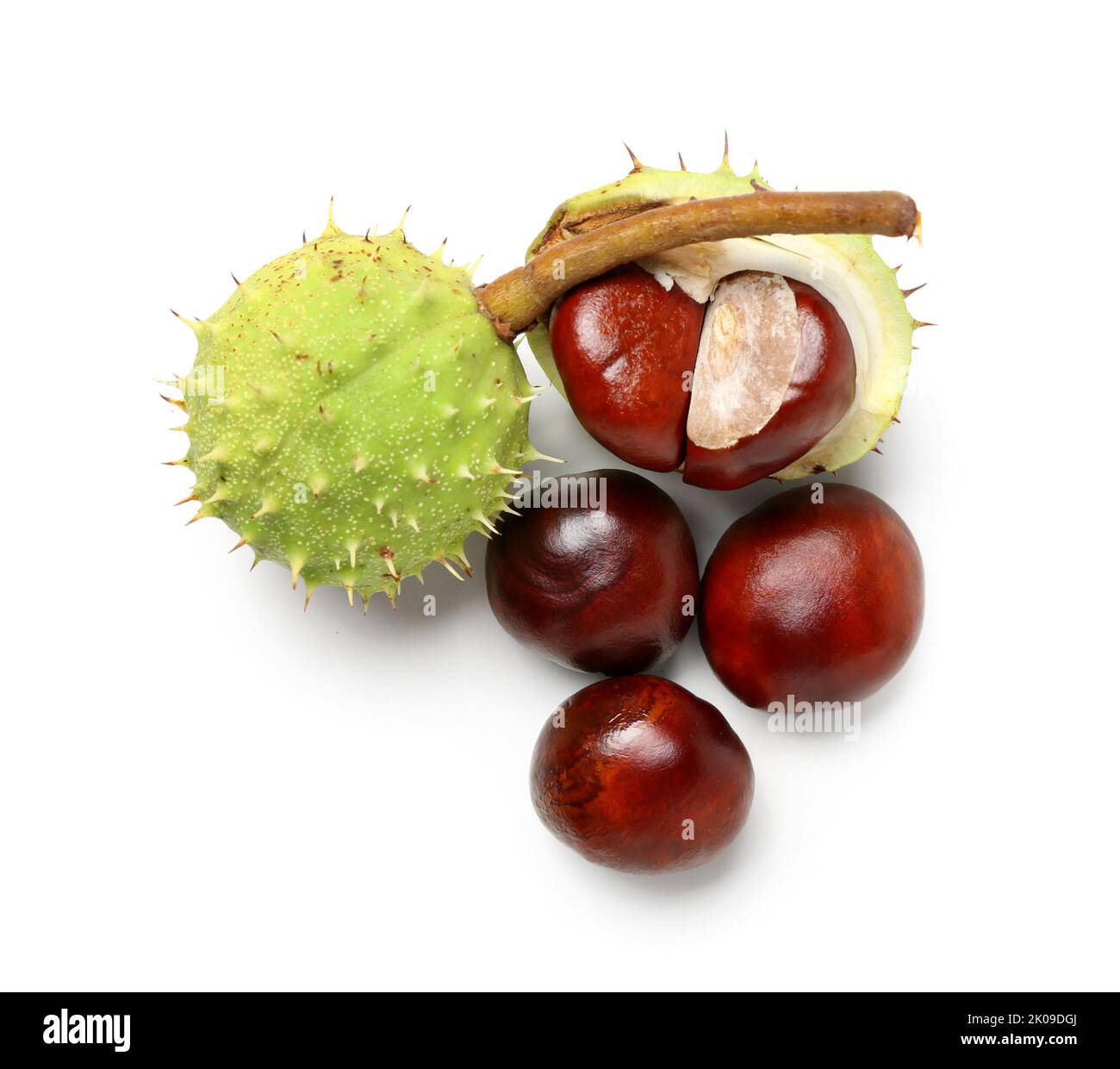 Nuts seed prickly Cut Out Stock Images & Pictures - Alamy