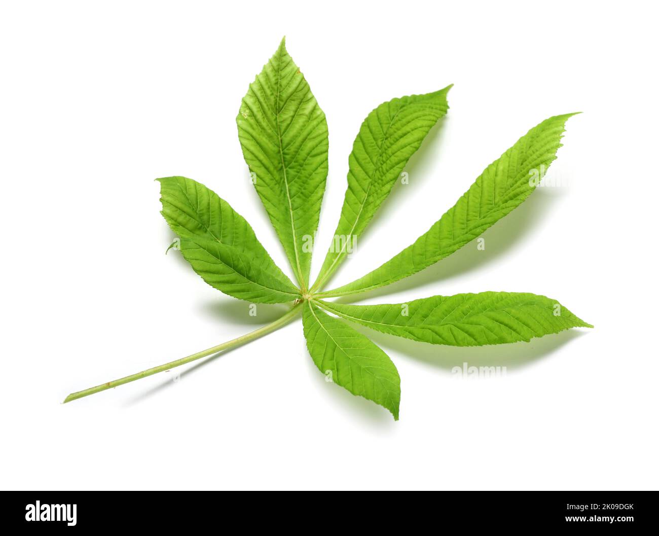 Green leaf of chestnut on white background Stock Photo - Alamy