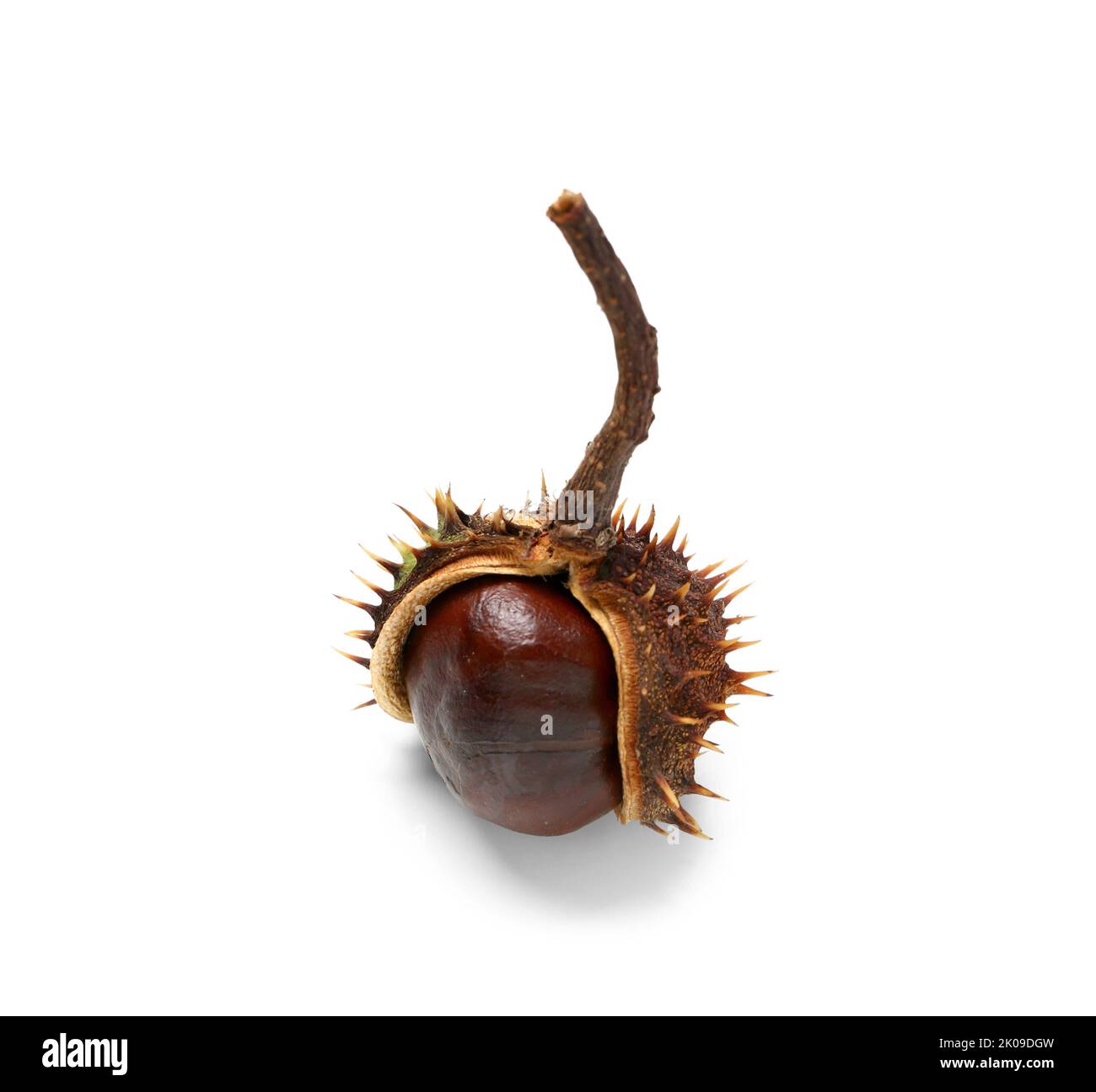 Chestnut with shell on white background Stock Photo - Alamy