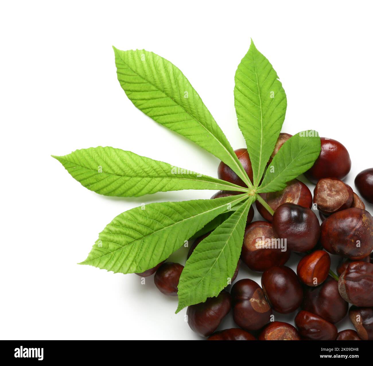 Fresh chestnuts with leaf on white background Stock Photo - Alamy