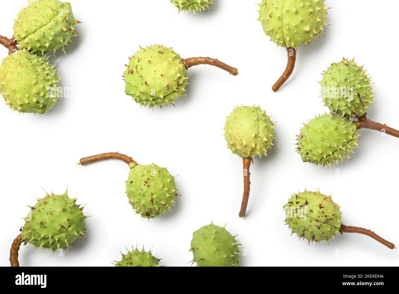 Horse chest nuts hi-res stock photography and images - Alamy