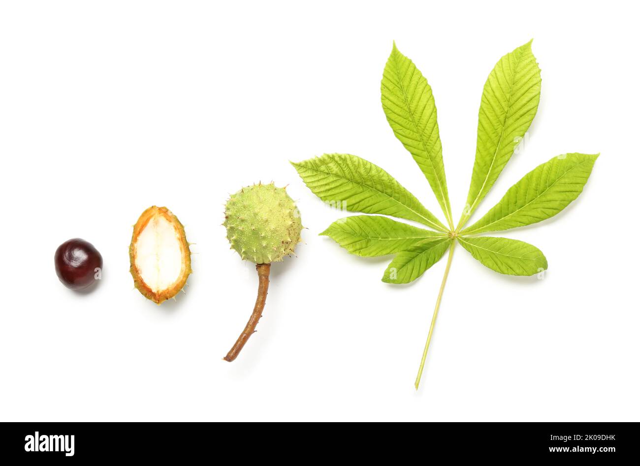 Chestnuts with shell and leaf on white background Stock Photo - Alamy