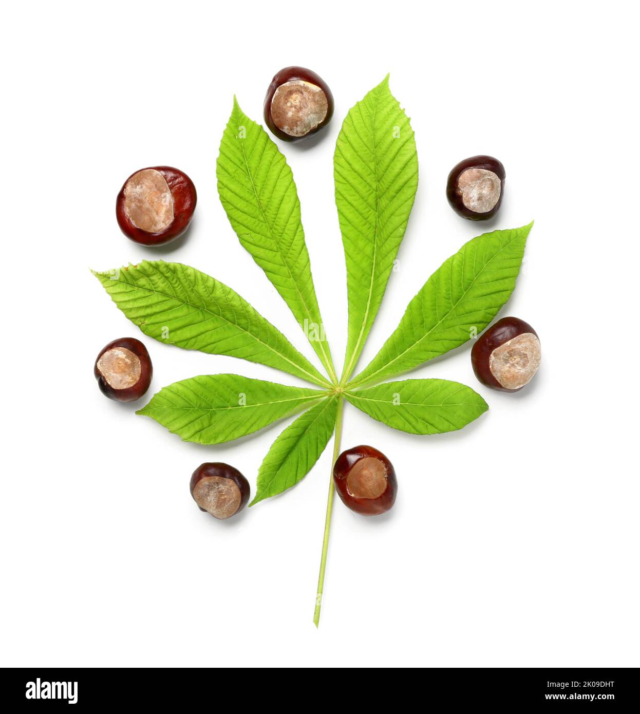 Chestnuts with leaf on white background Stock Photo - Alamy