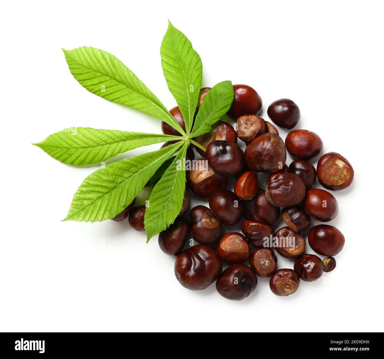 Fresh chestnuts with leaf on white background Stock Photo - Alamy