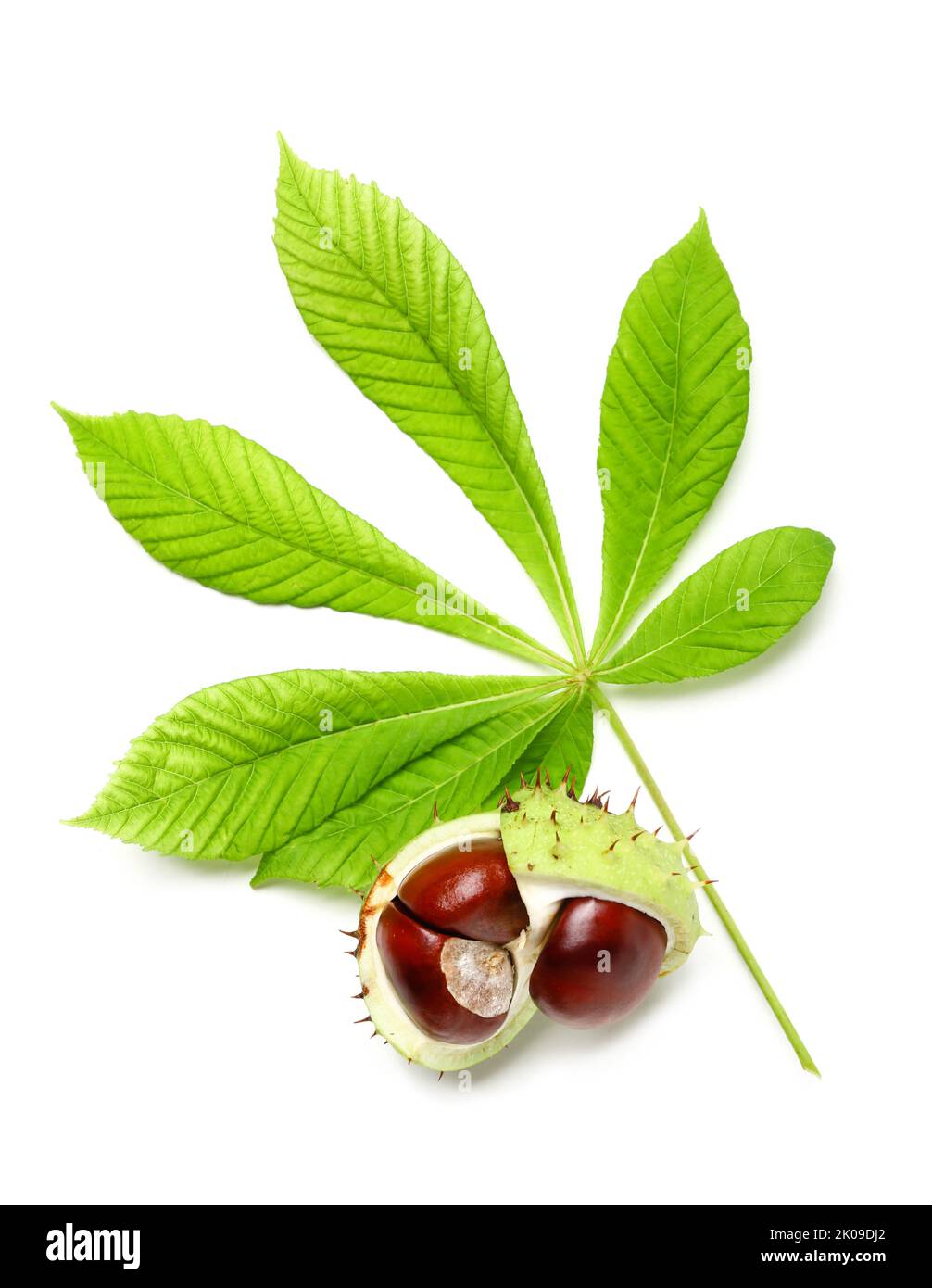 Chestnuts with leaf on white background Stock Photo - Alamy