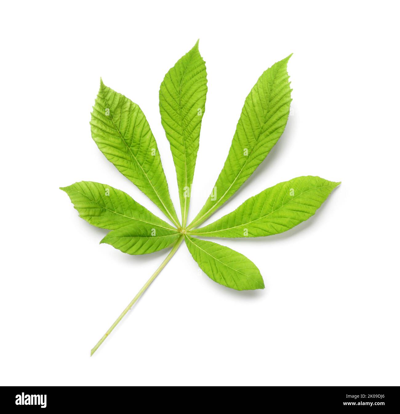 Green leaf of chestnut on white background Stock Photo - Alamy