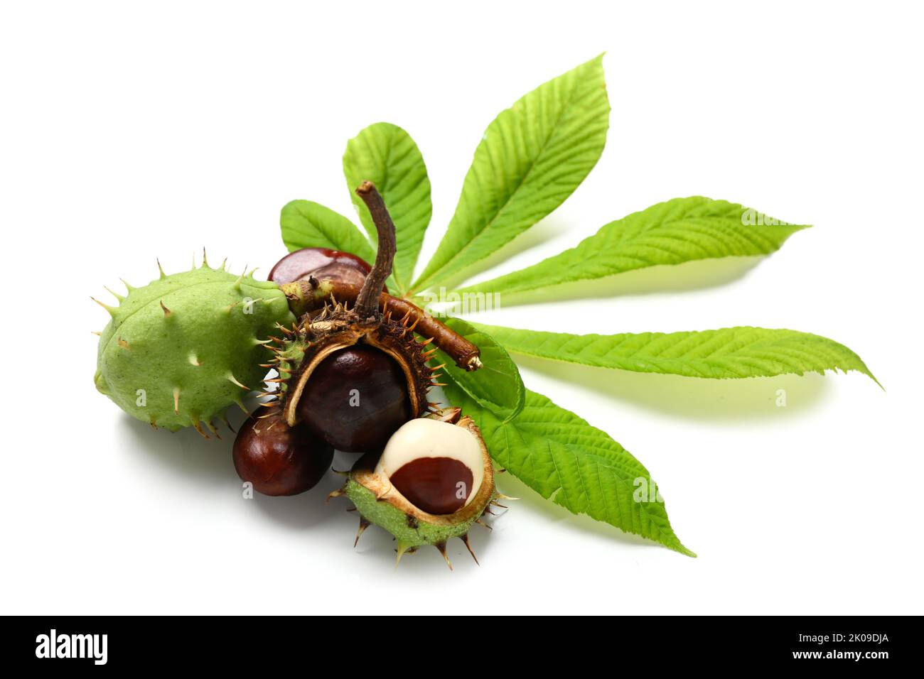 Fresh chestnuts and leaf on white background Stock Photo - Alamy
