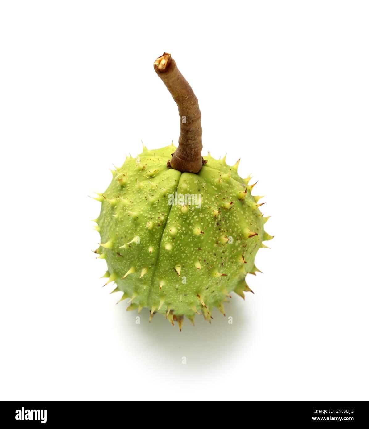 Green chestnut on white background Stock Photo - Alamy