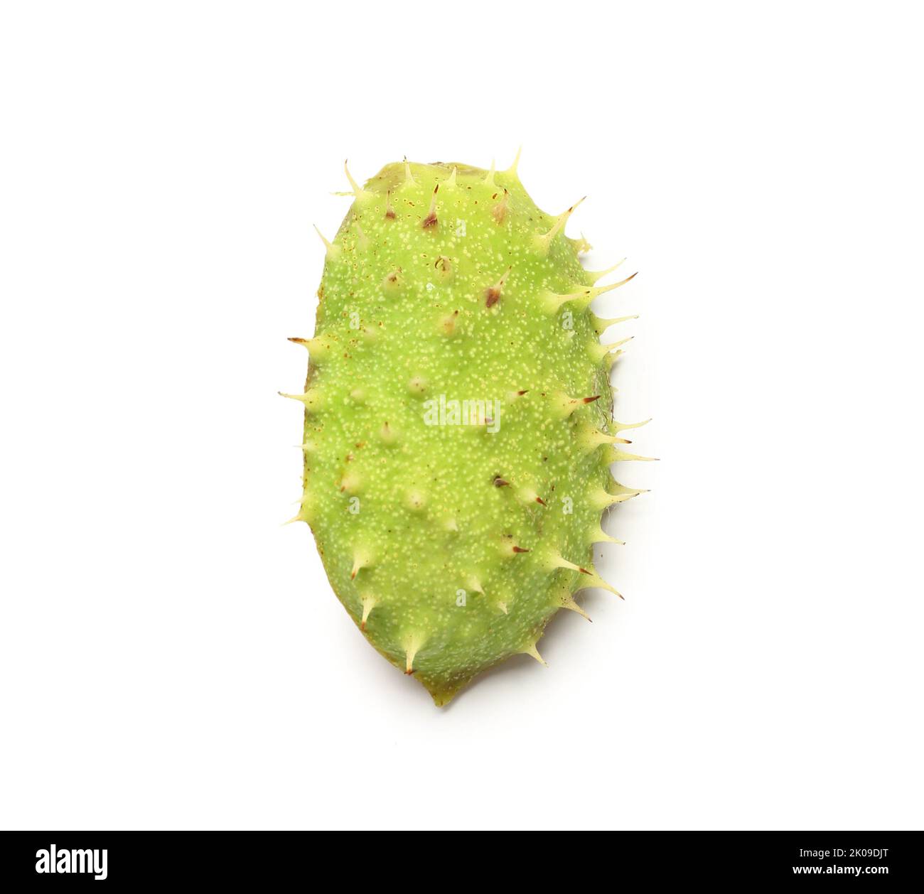 Shell of chestnut on white background Stock Photo - Alamy