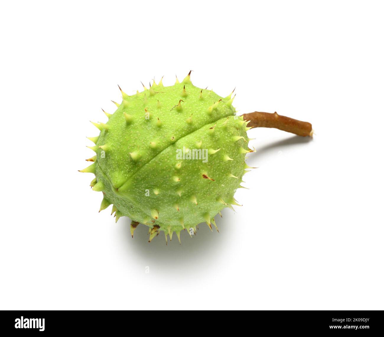 Green chestnut on white background Stock Photo - Alamy