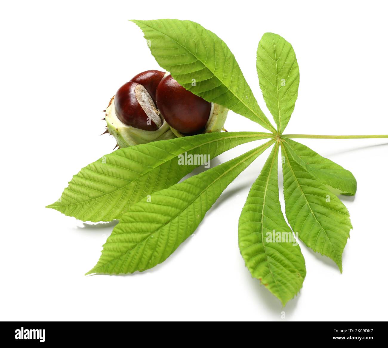 Chestnuts with leaf on white background Stock Photo - Alamy