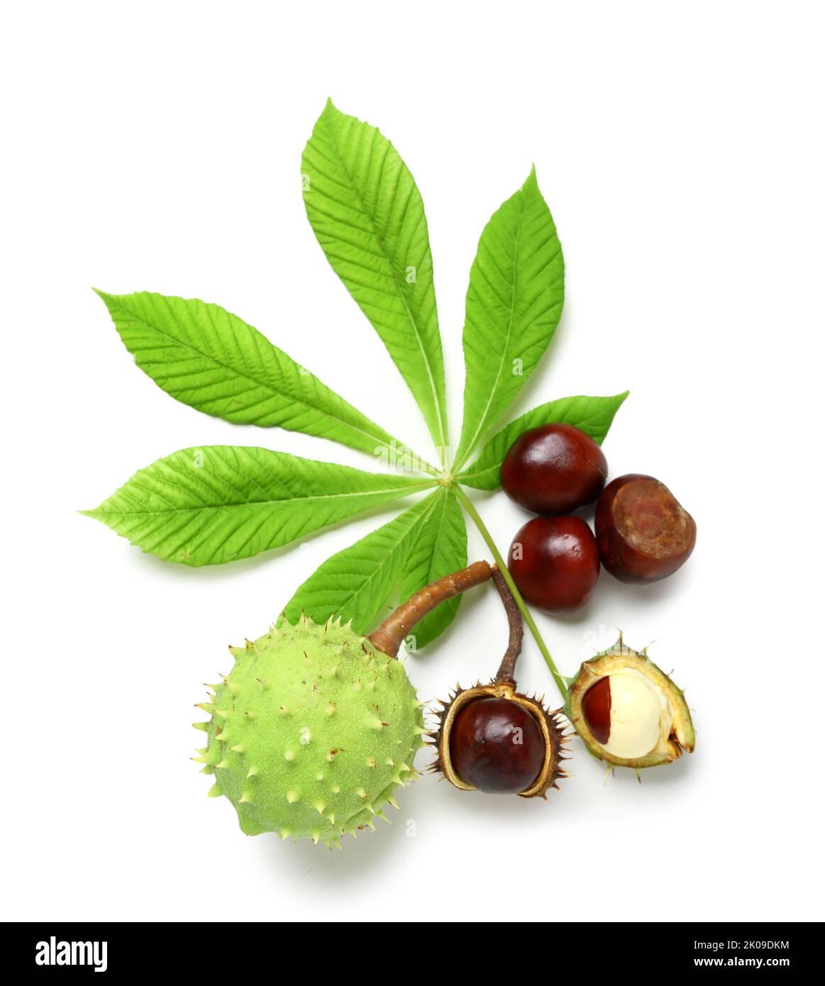 Fresh chestnuts with leaf on white background Stock Photo - Alamy