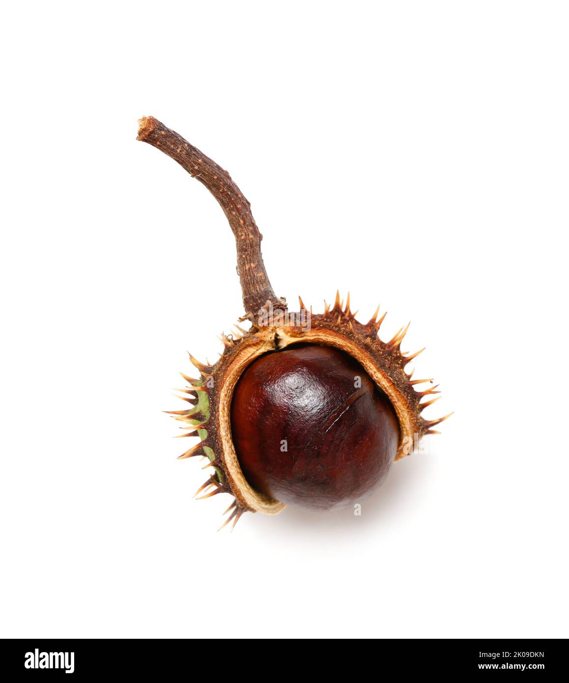 Chestnut with shell on white background Stock Photo - Alamy