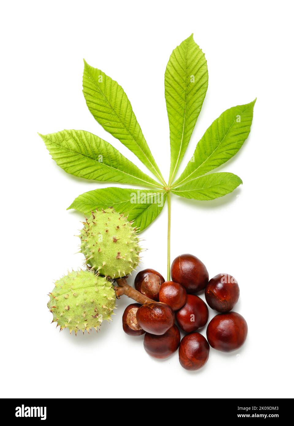 Chestnuts with leaf on white background Stock Photo - Alamy