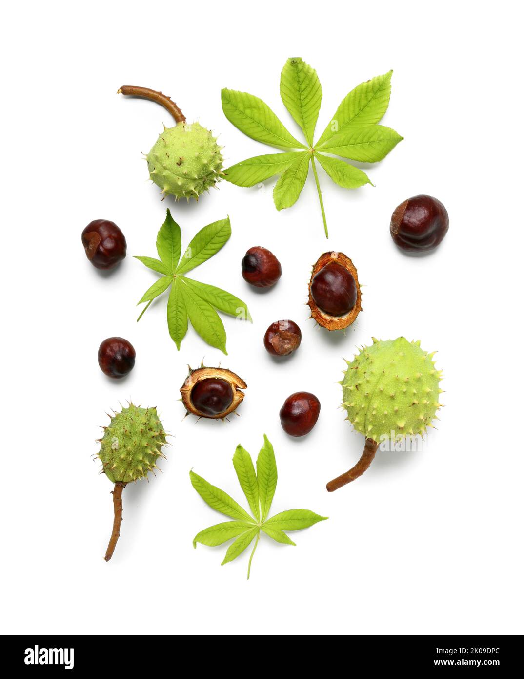 Composition with chestnuts and leaves on white background Stock Photo ...