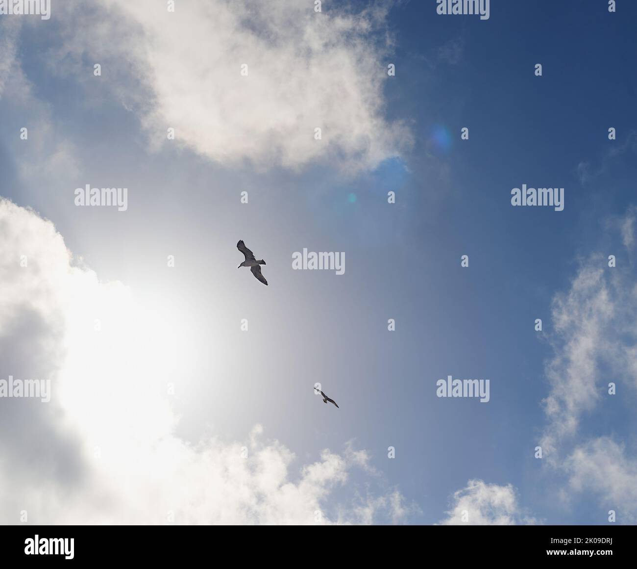 Herring gull in white color, under view. Sea gull open wings flying on ...