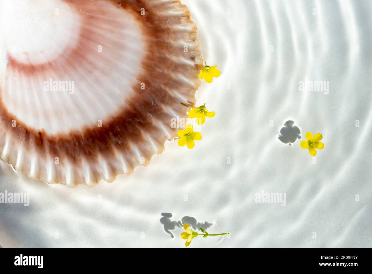 Sea shell in the corner and little yellow flowers on water wave shadows ...