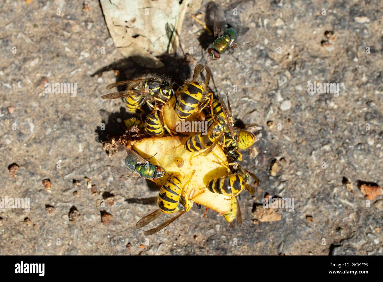 Wasp Swarming Around Tall Structures