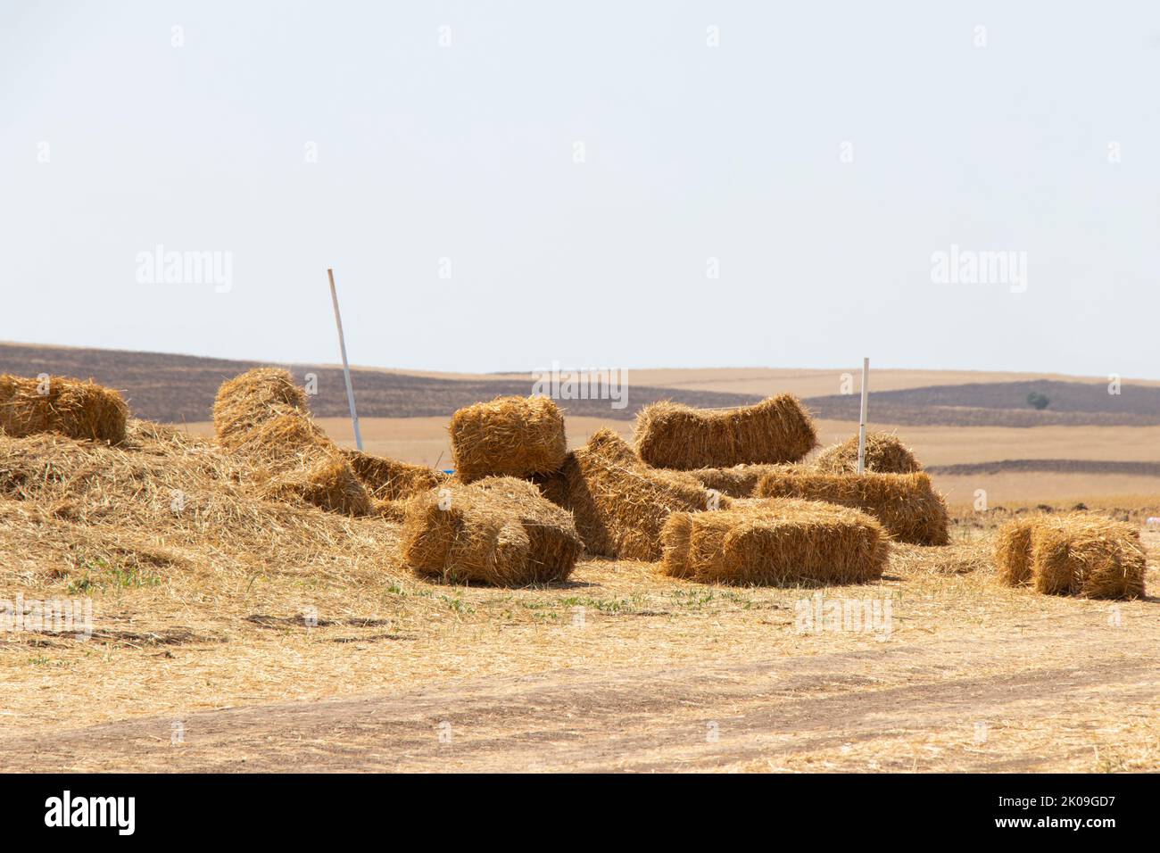 Hay bales on the field. Village hay supplies for the winter. Livestock ...